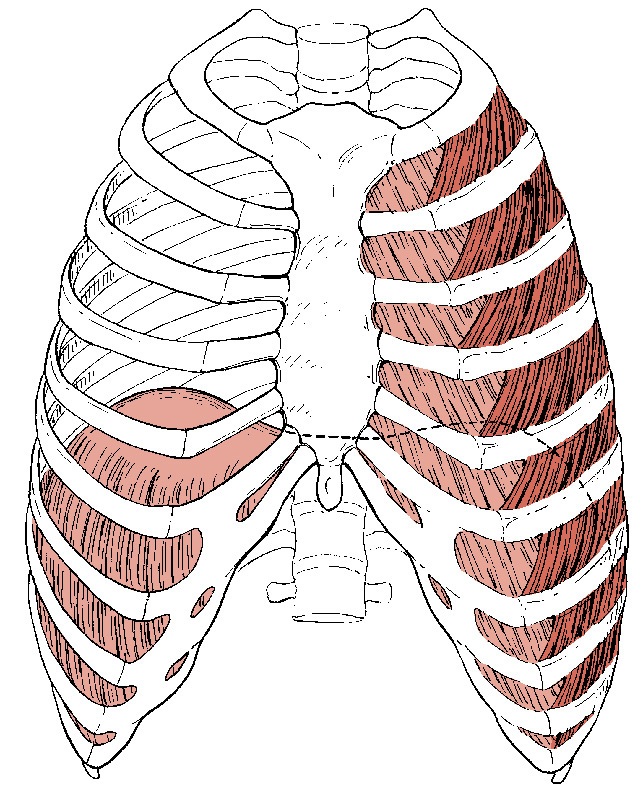 Rib Trigger Points