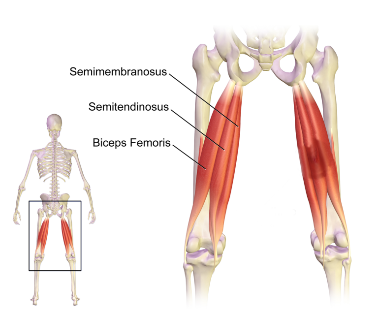 Hamstring Trigger Points – Life After Pain