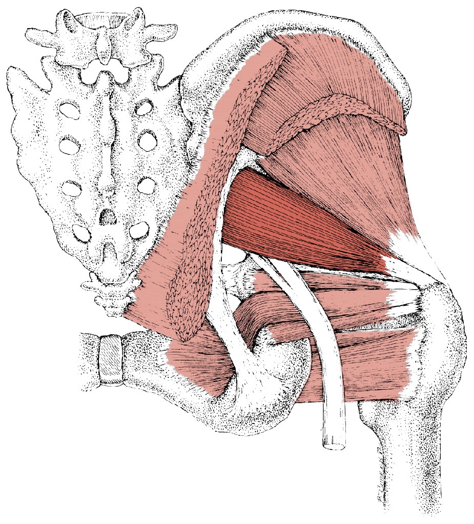 Piriformis Trigger Points